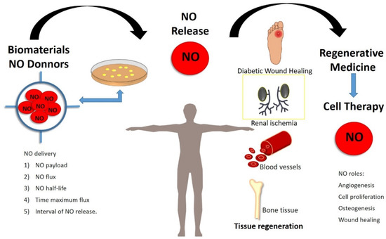 The Role of Nitric Oxide in Stem Cell Biology