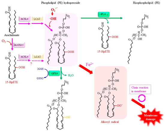 Superoxide Radicals in the Execution of Cell Death