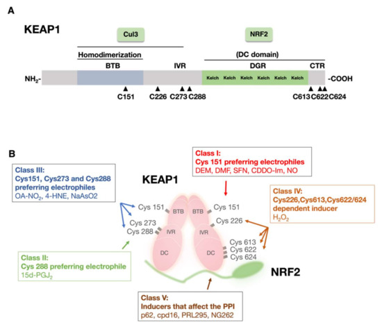 Multifaceted Roles of the KEAP1–NRF2 System in Cancer and Inflammatory ...