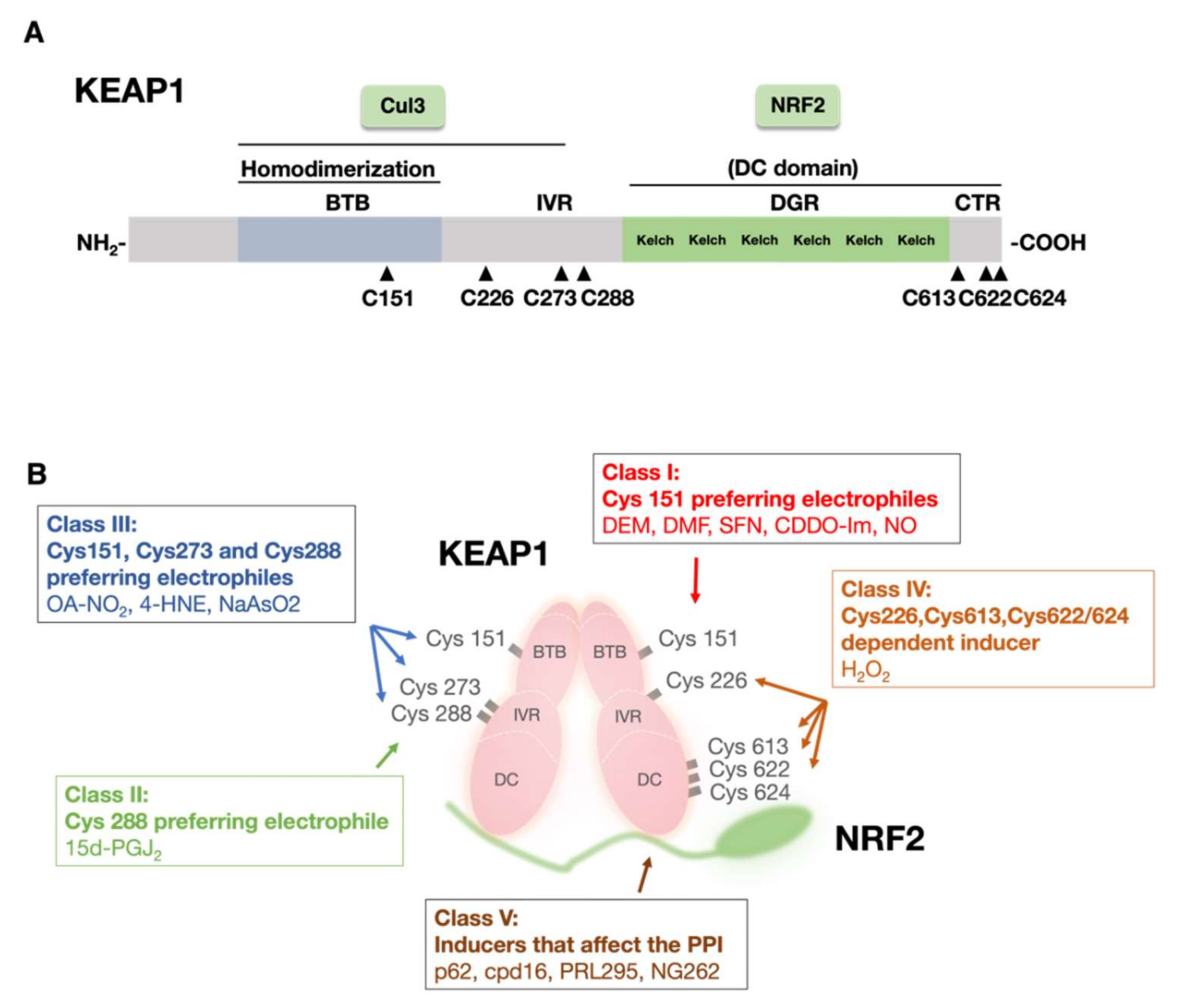 Multifaceted Roles of the KEAP1–NRF2 System in Cancer and Inflammatory ...