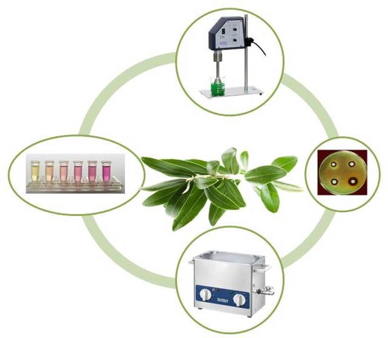 Antioxidants | Free Full-Text | Comparative Extraction of Phenolic ...