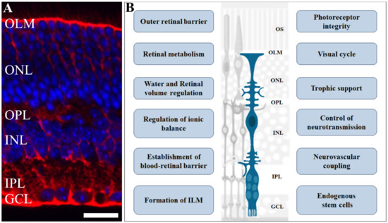 Contribution of Müller Cells in the Diabetic Retinopathy Development ...