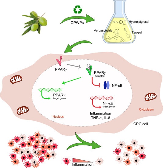 Antioxidants | Free Full-Text | Polyphenols Extracts from Oil ...
