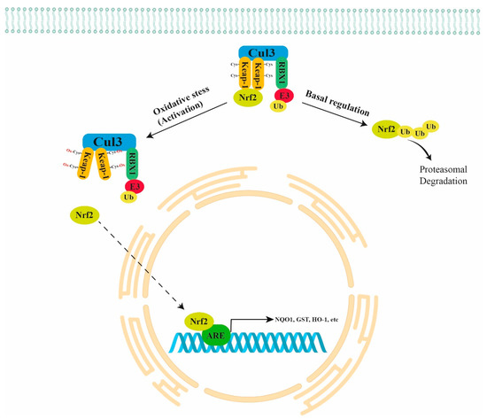 Role of NRF2 in Ovarian Cancer