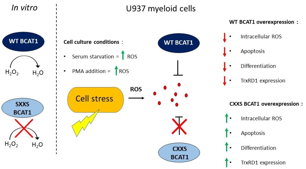 Antioxidants | Free Full-Text | The BCAT1 CXXC Motif Provides ...