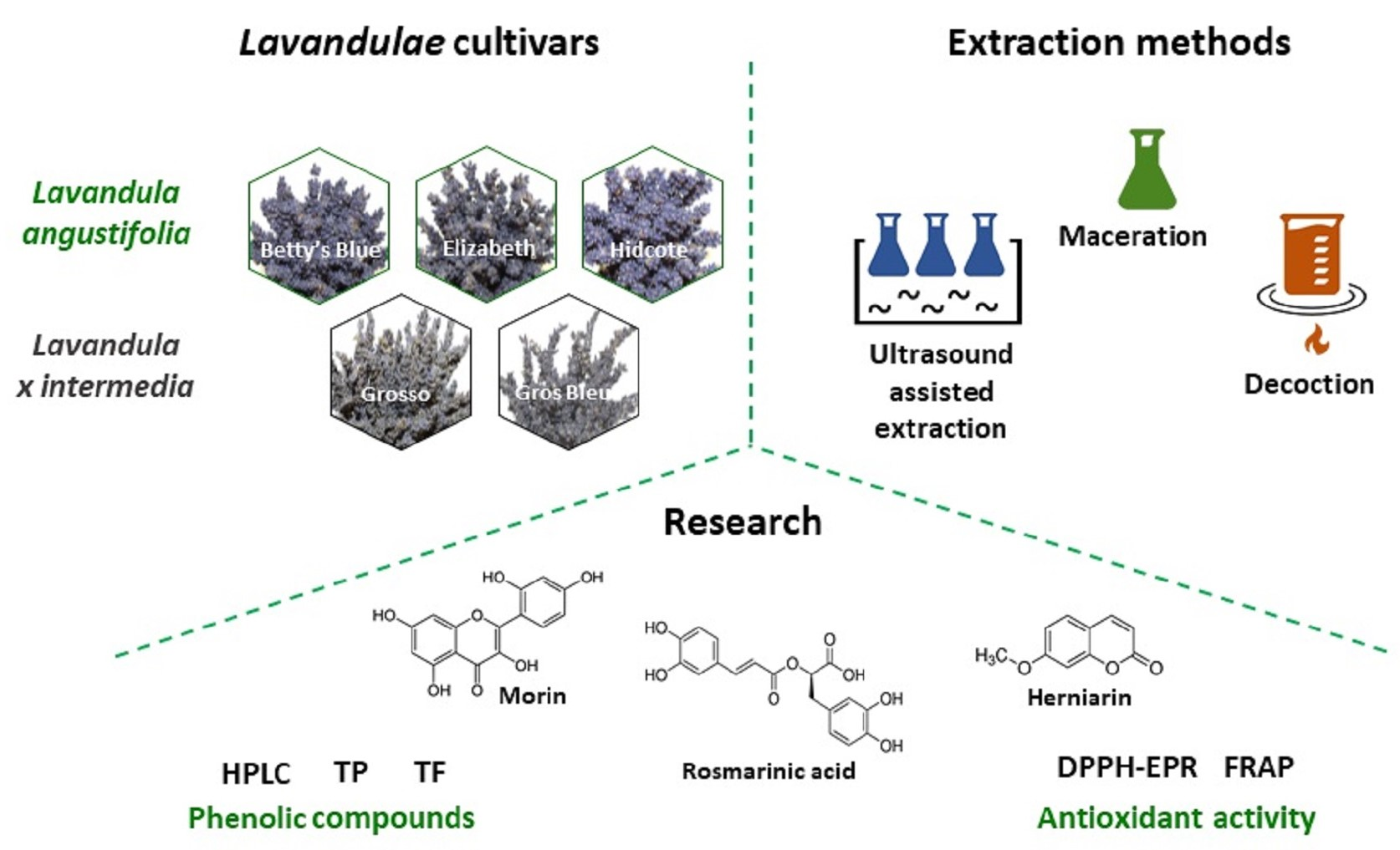 Antioxidants | Free Full-Text | Phytochemical Profile and Antioxidant Activity of Lavandula ...