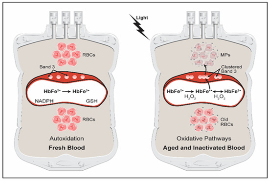 Hemoglobin Oxidation Reactions in Stored Blood