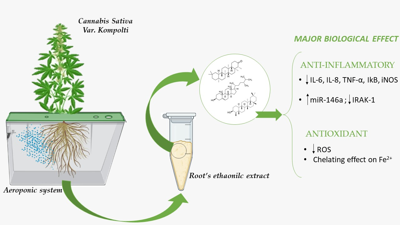 Antioxidants | Free Full-Text | Characterization of the Biological ...