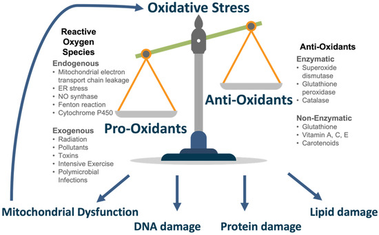 Antioxidants Free Full Text The Intertwined Roles Of Oxidative