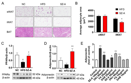 Ramulus Mori (Sangzhi) Alkaloids Alleviate High-Fat Diet-Induced ...