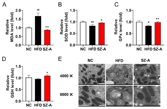 Ramulus Mori (Sangzhi) Alkaloids Alleviate High-Fat Diet-Induced ...