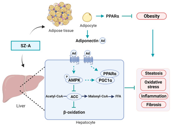 Ramulus Mori (Sangzhi) Alkaloids Alleviate High-Fat Diet-Induced ...