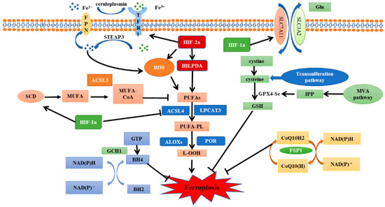 Prospective Application of Ferroptosis in Hypoxic Cells for Tumor ...