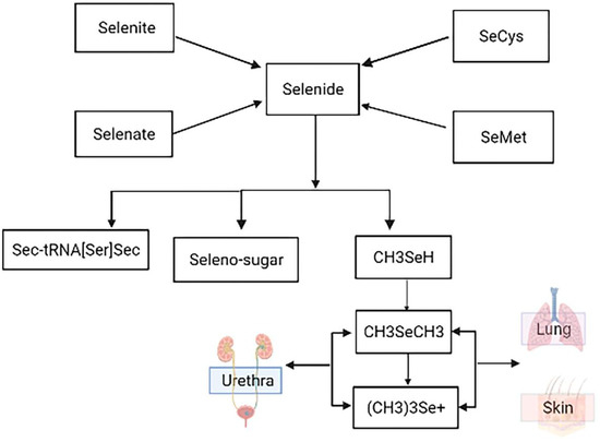 The Role and Mechanism of Essential Selenoproteins for Homeostasis