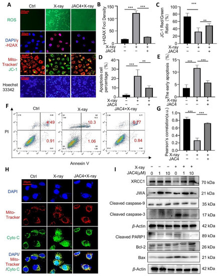 JAC4 Protects from X-ray Radiation-Induced Intestinal Injury by JWA ...
