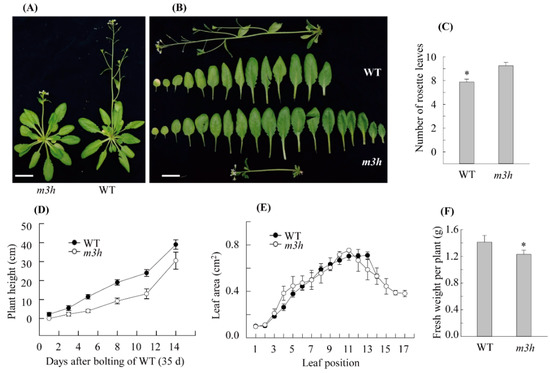 The Antioxidant Cyclic 3-Hydroxymelatonin Promotes the Growth and ...