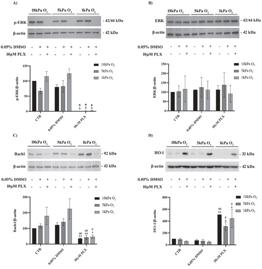 HO-1 Limits the Efficacy of Vemurafenib/PLX4032 in BRAFV600E Mutated ...