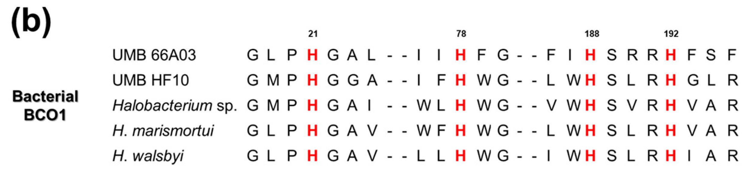 Molecular Properties of β-Carotene Oxygenases and Their Potential in ...
