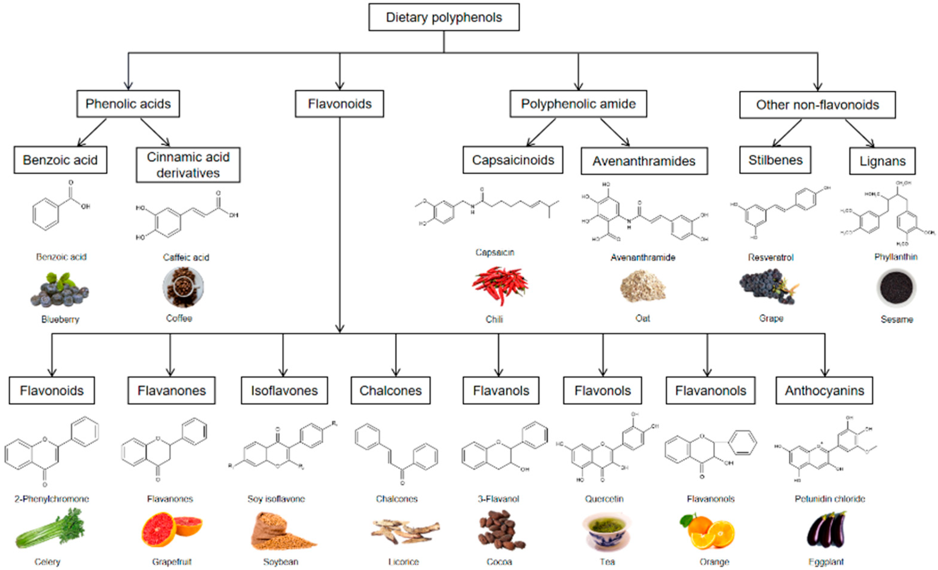 Antioxidants Free Full Text Dietary Polyphenol Gut Microbiota And