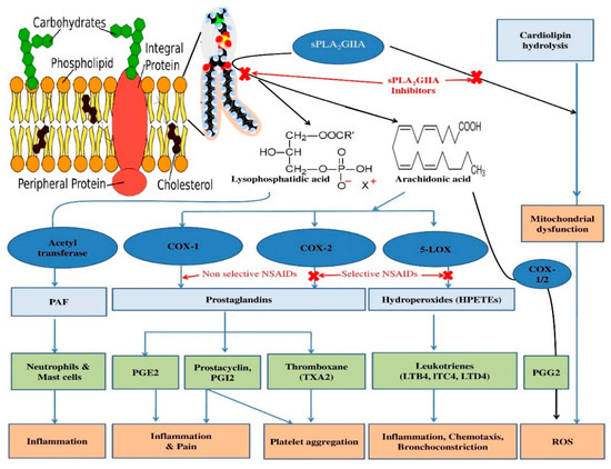 Sinapicacid Inhibits Group IIA Secretory Phospholipase A2 and Its Inflammatory Response in Mice