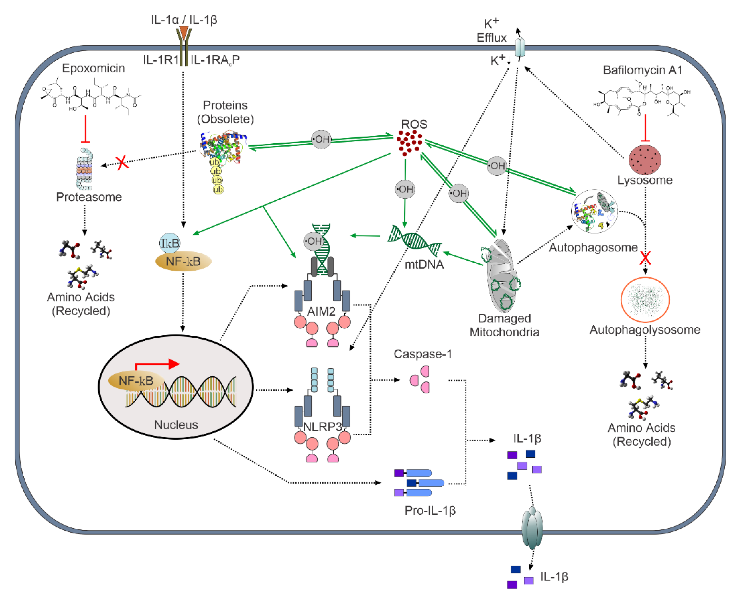 Epoxomicin, a Selective Proteasome Inhibitor, Activates AIM2 ...