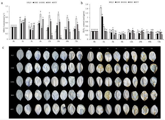 Antioxidants Free Full Text Transcriptome Analysis Of Glutathione