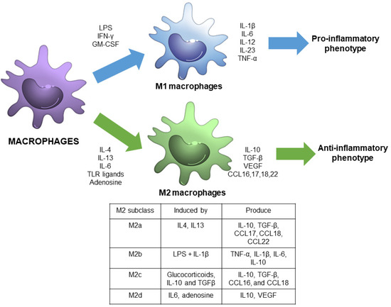 Macrophage Polarization and Reprogramming in Acute Inflammation: A Redox Perspective