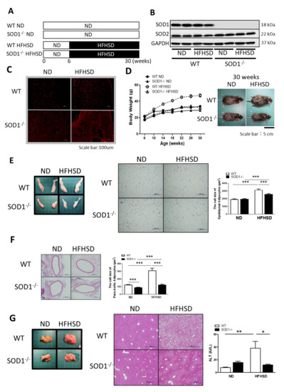 Resistance to Obesity in SOD1 Deficient Mice with a High-Fat/High-Sucrose Diet