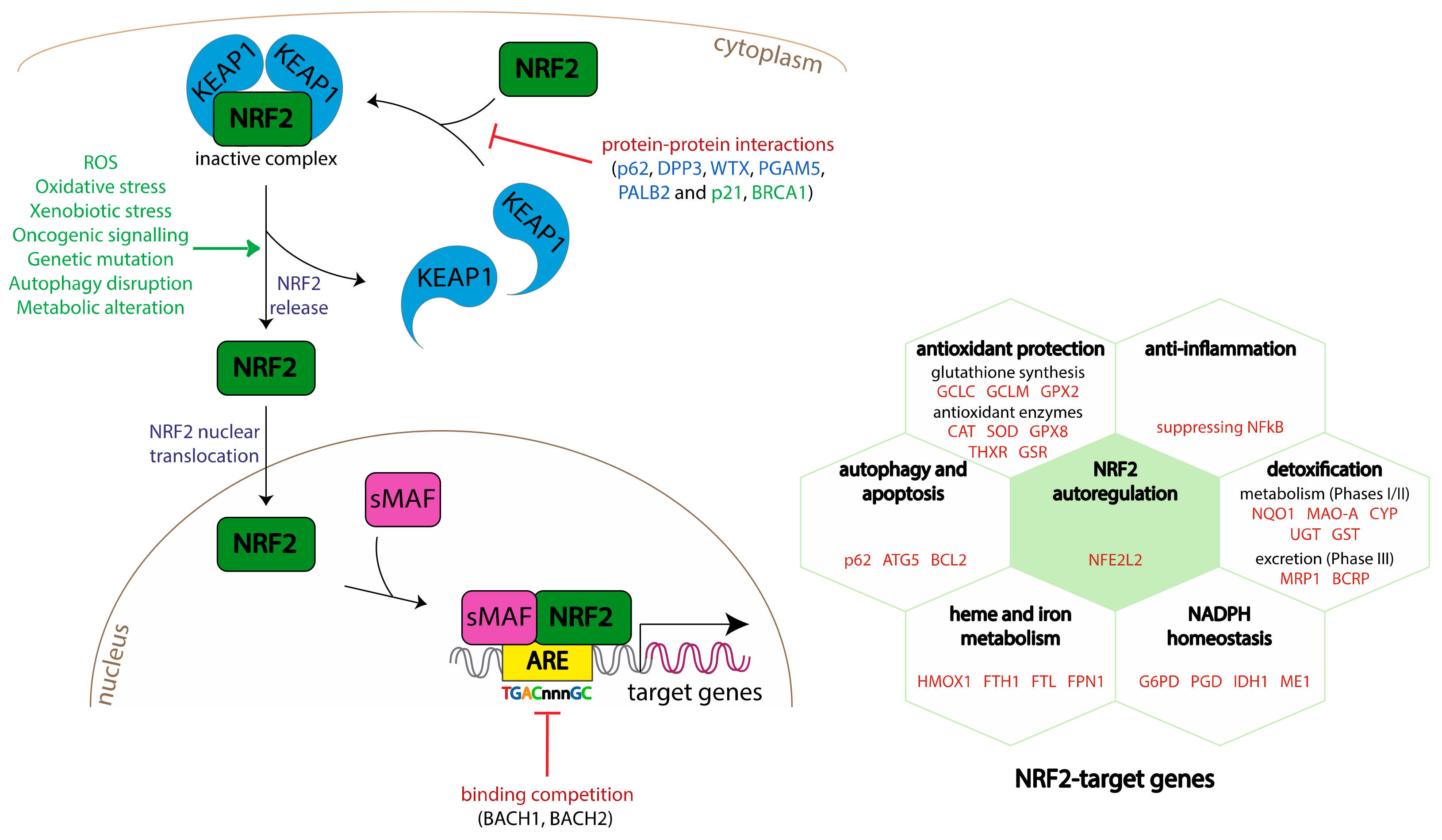 Antioxidants Free Full Text Normal And Pathological Nrf2 Signalling
