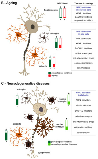 Antioxidants Free Full Text Normal And Pathological Nrf2 Signalling