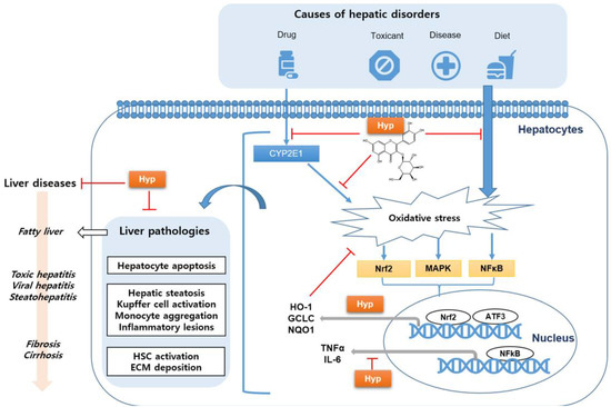 Hyperoside as a Potential Natural Product Targeting Oxidative Stress in ...