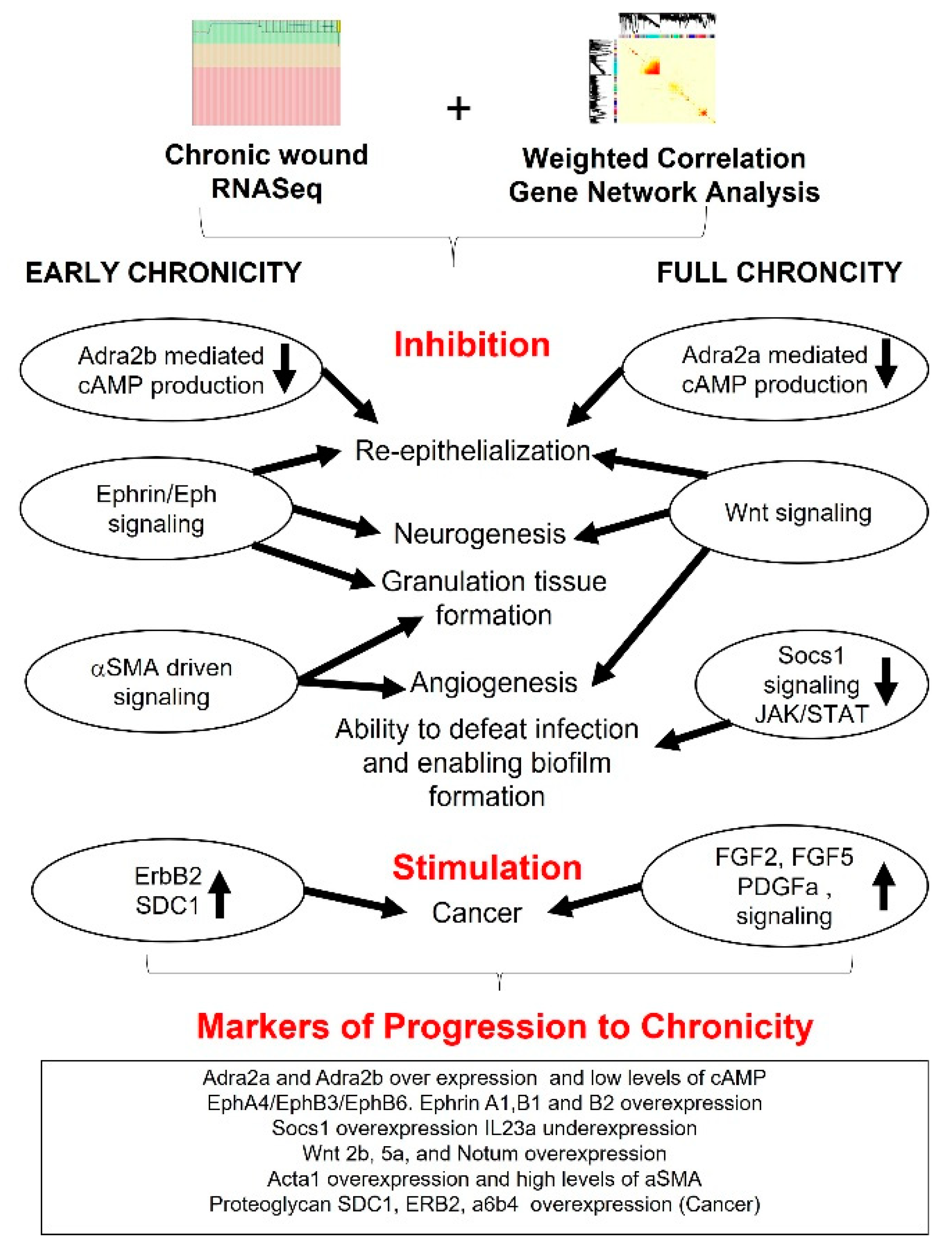 Signaling Pathways Associated with Chronic Wound Progression: A Systems ...