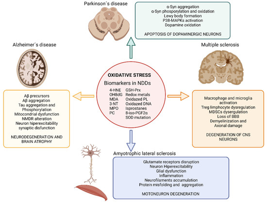 Antioxidants | Free Full-Text | Oxidative Stress as a Potential Mechanism Underlying Membrane ...