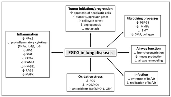 Green Tea Polyphenol (-)-Epigallocatechin-3-Gallate (EGCG): A Time for ...