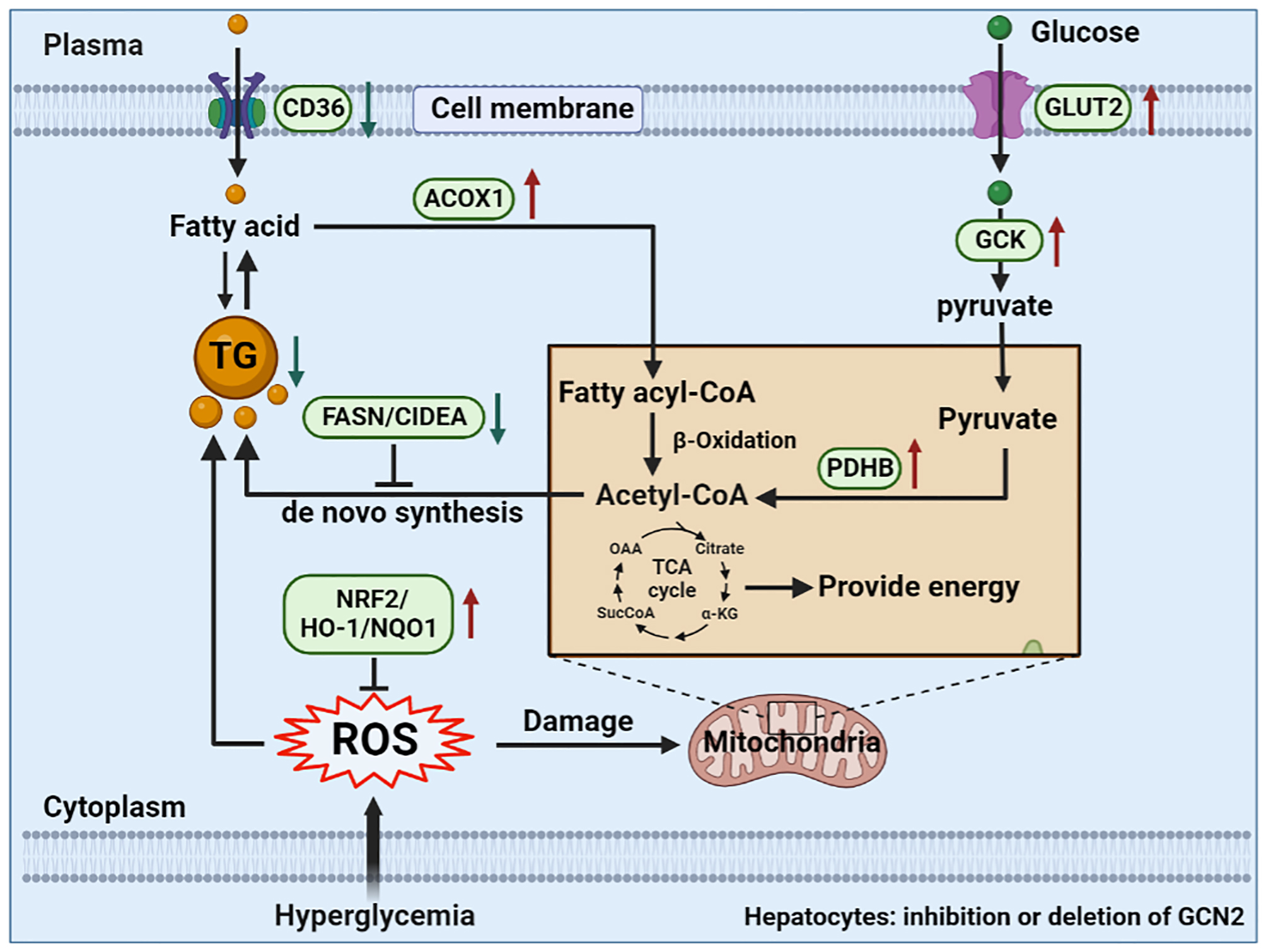 Antioxidants | Free Full-Text | Genetic and Pharmacological Inhibition ...
