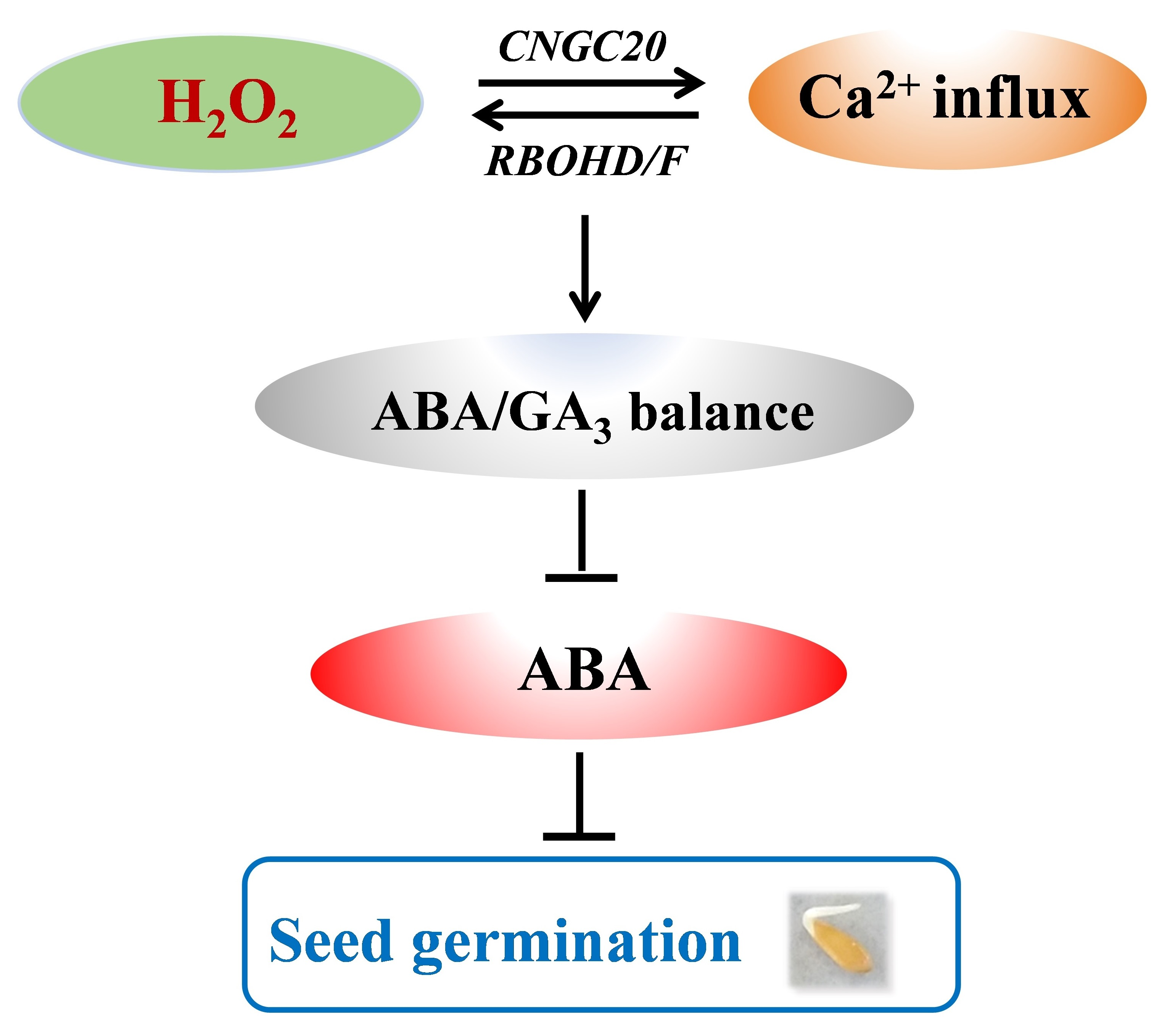 Antioxidants | Free Full-Text | H2O2 and Ca2+ Signaling Crosstalk ...