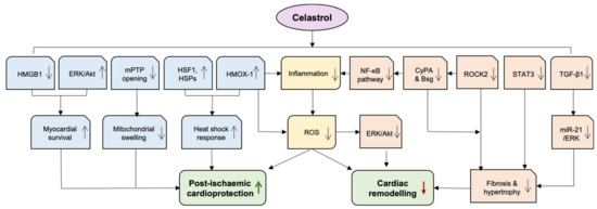 Celastrol: A Promising Agent Fighting against Cardiovascular Diseases