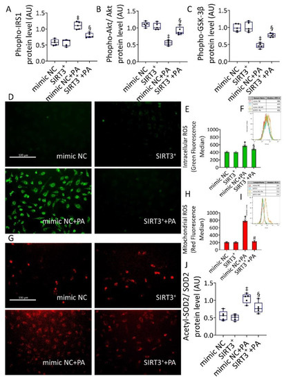 Antioxidants Free Full Text Sirt3 Modulates Endothelial