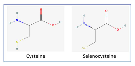 Selenoprotein: Potential Player in Redox Regulation in Chlamydomonas ...