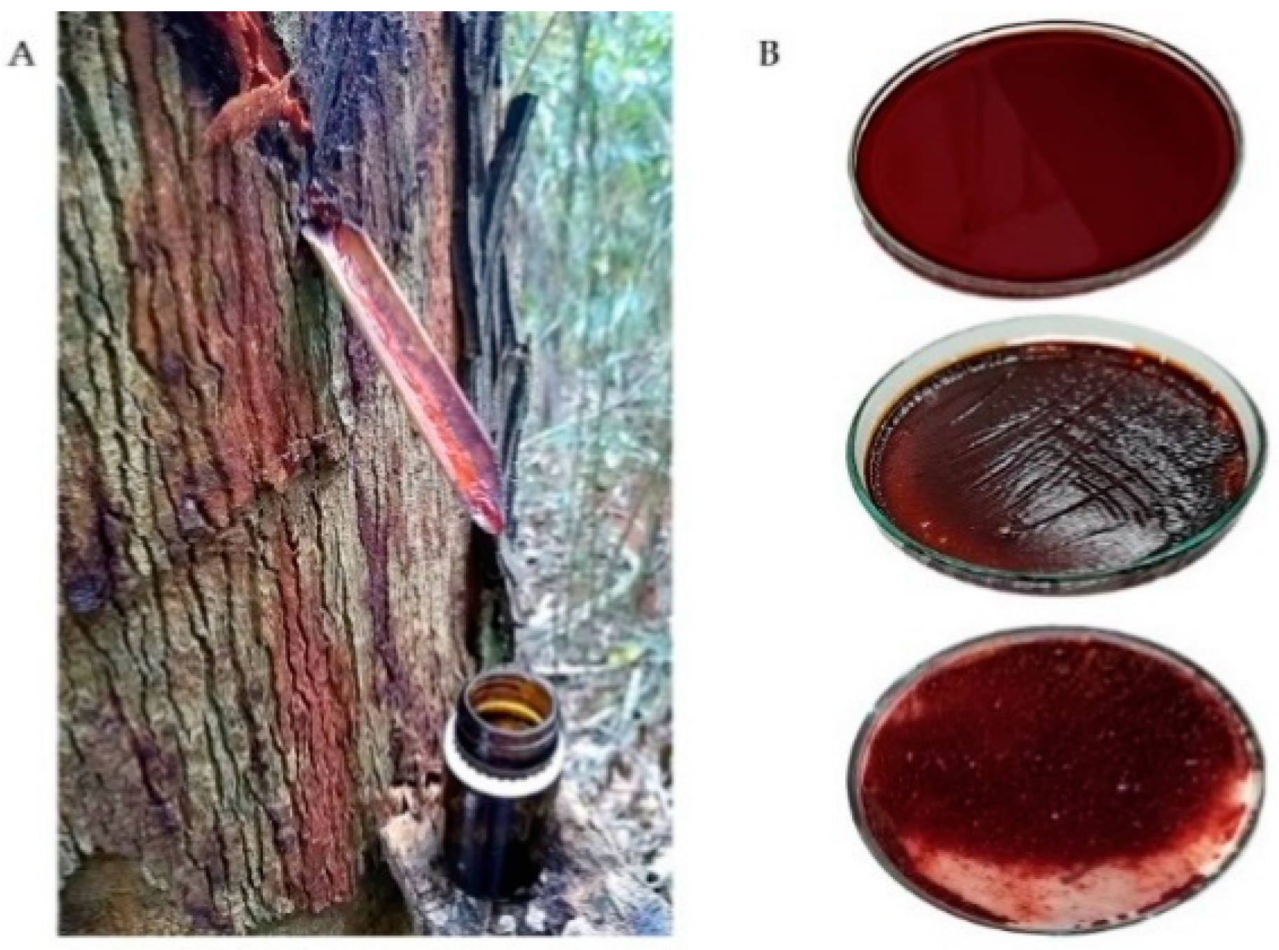 Development and Evaluation of Virola oleifera Formulation for Cutaneous ...