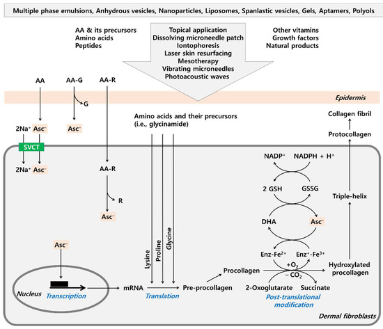 Ascorbic Acid (Vitamin C) as a Cosmeceutical to Increase Dermal ...
