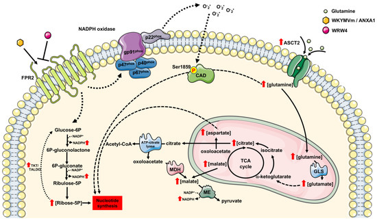 Formyl-Peptide Receptor 2 Signaling Redirects Glucose and Glutamine ...