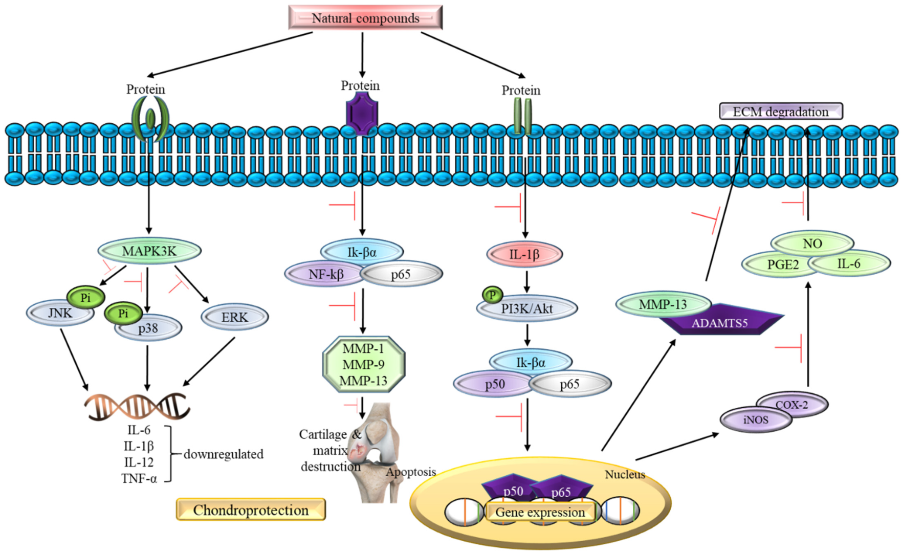 Antioxidants | Free Full-Text | Natural Compounds Affecting ...