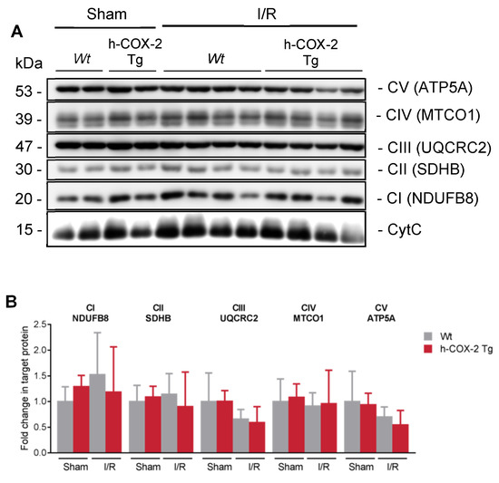 COX-2 Expression in Hepatocytes Improves Mitochondrial Function after ...
