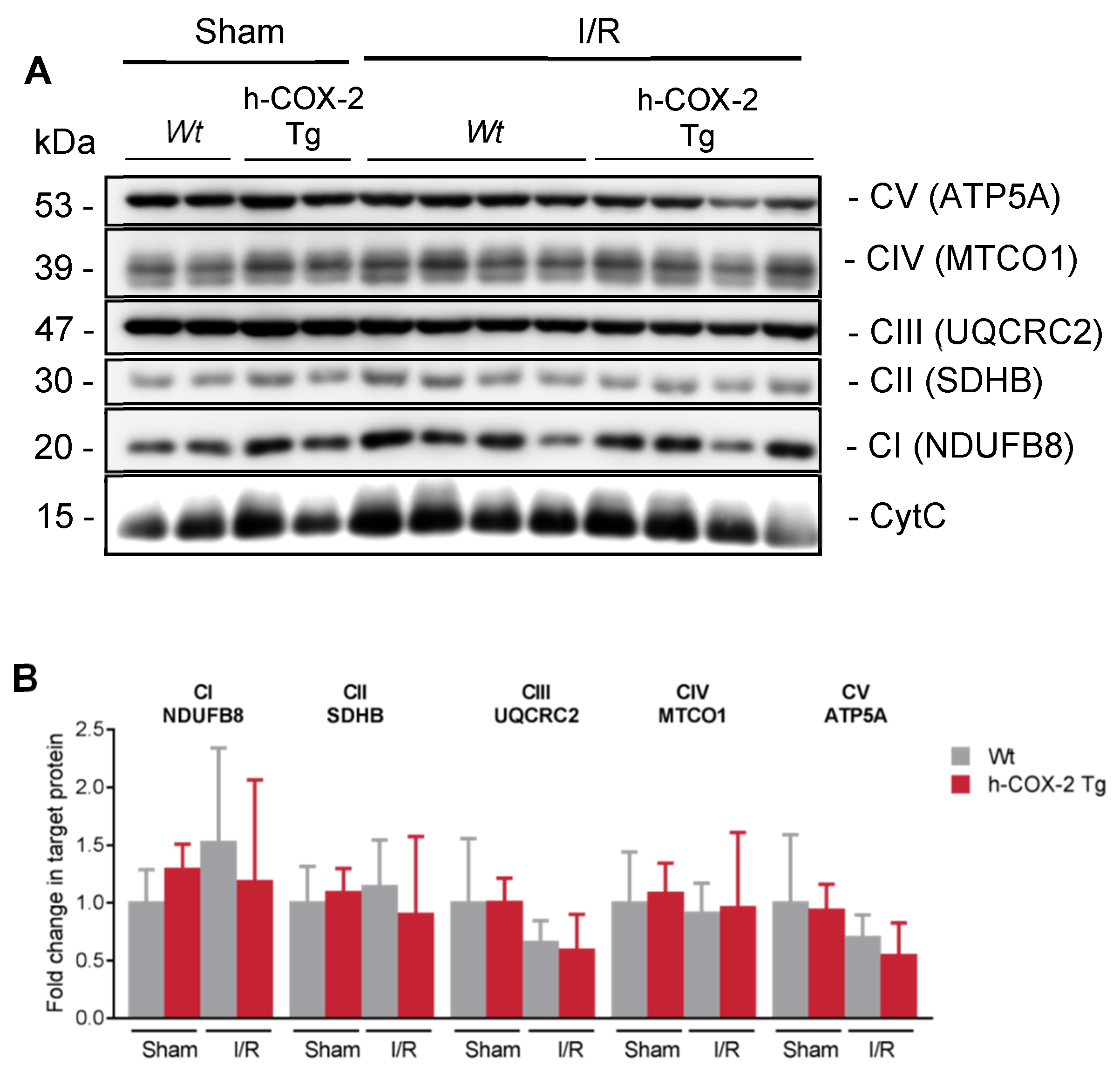 COX-2 Expression in Hepatocytes Improves Mitochondrial Function after ...