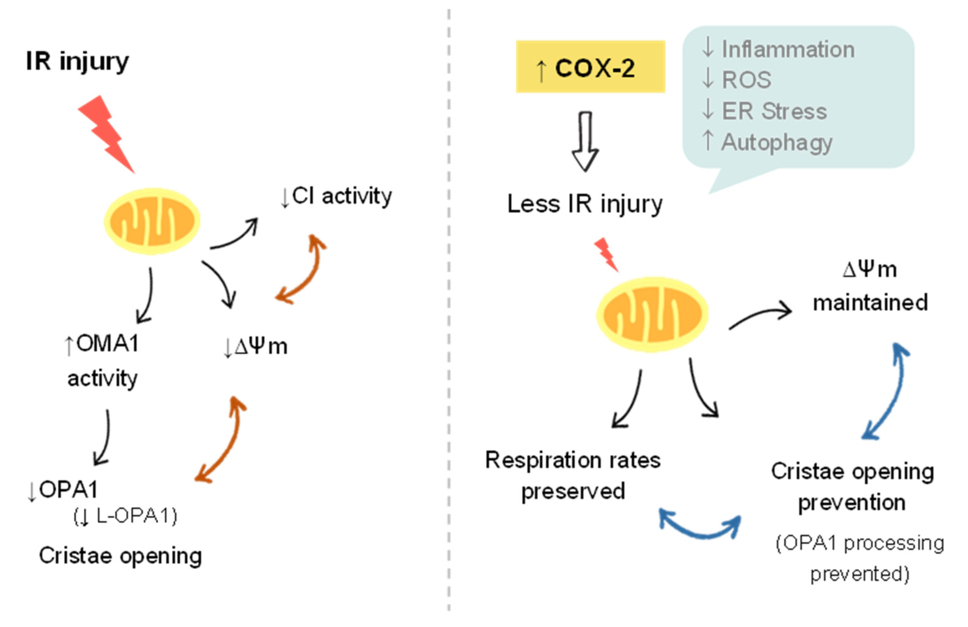 COX-2 Expression in Hepatocytes Improves Mitochondrial Function after ...