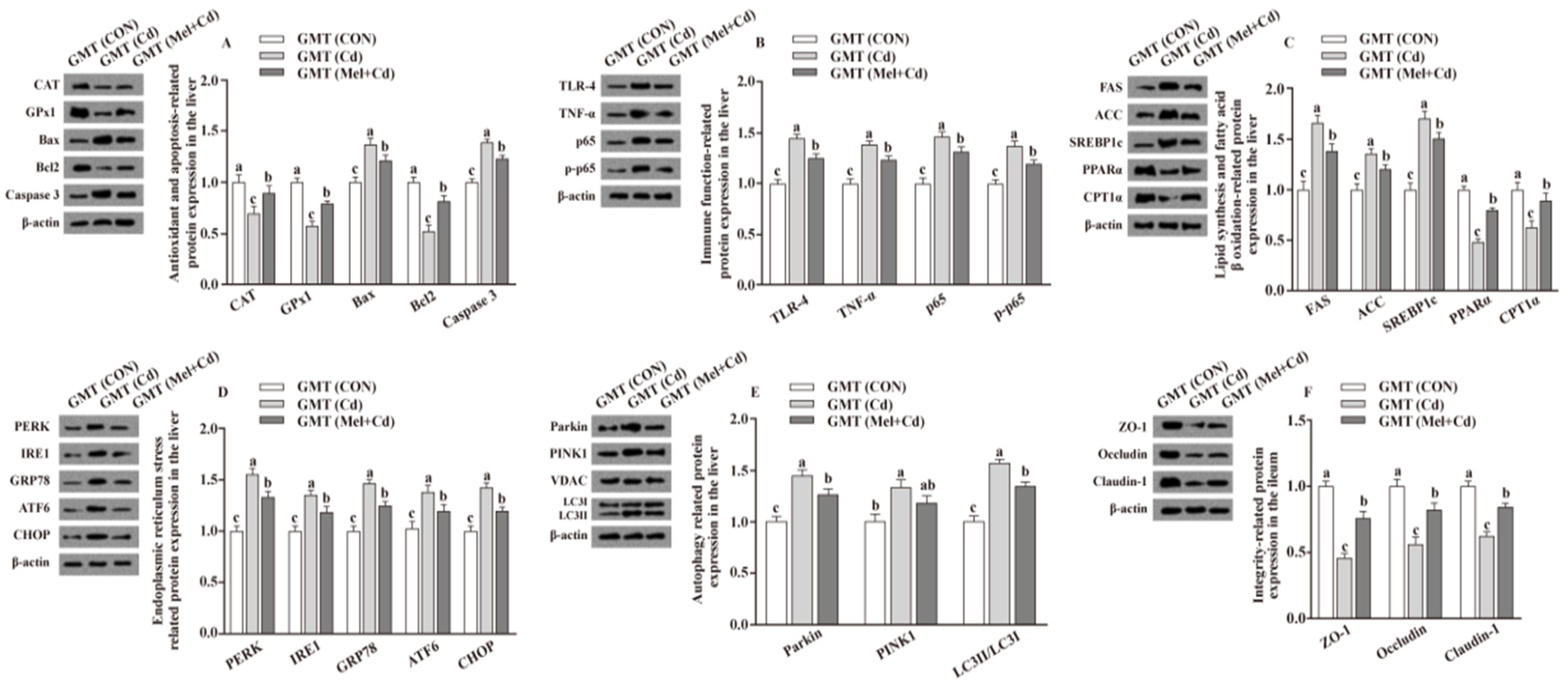 Effects of the Gut Microbiota and Barrier Function on Melatonin ...