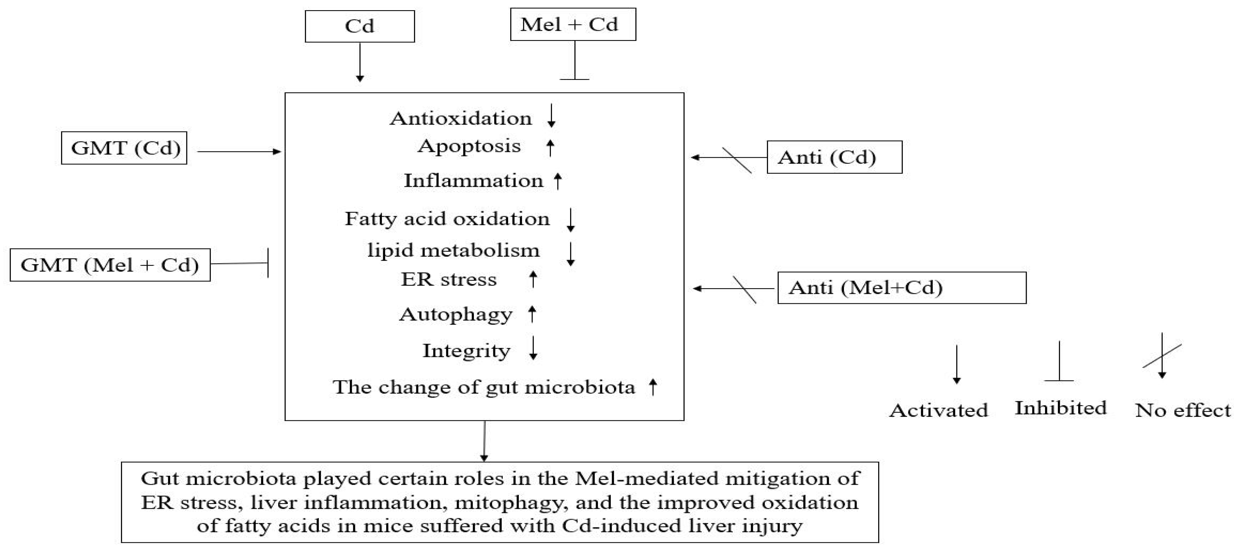 Effects of the Gut Microbiota and Barrier Function on Melatonin ...