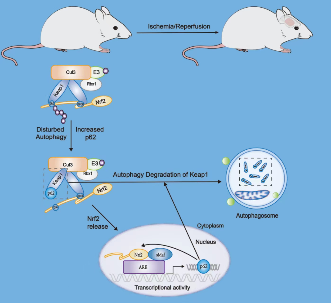 Antioxidants Free Full Text Nrf2 Pathway And Autophagy Crosstalk