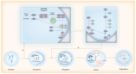 Nrf2 Pathway and Autophagy Crosstalk: New Insights into Therapeutic ...